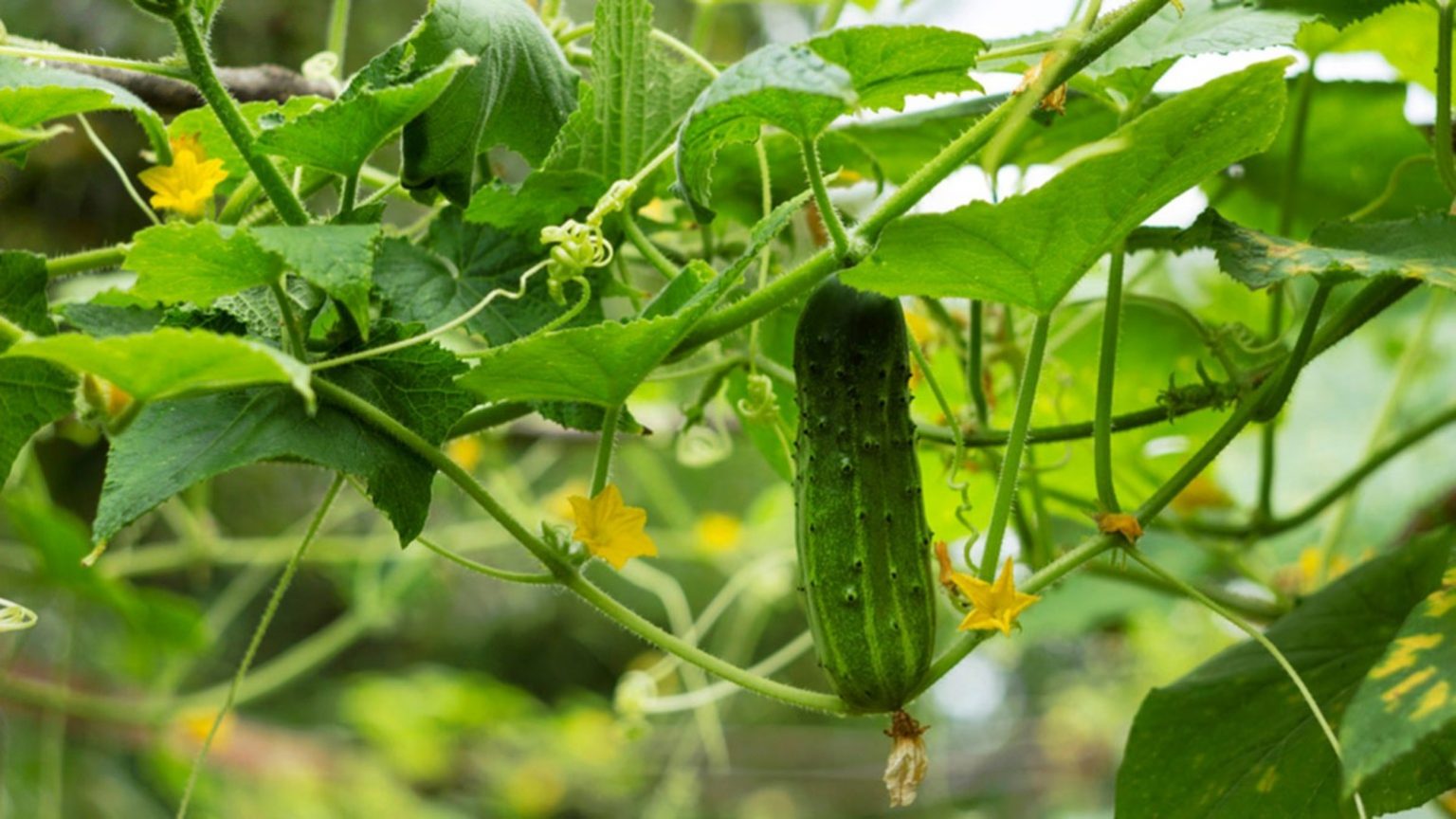 Castravetele | Legume Pe Bune